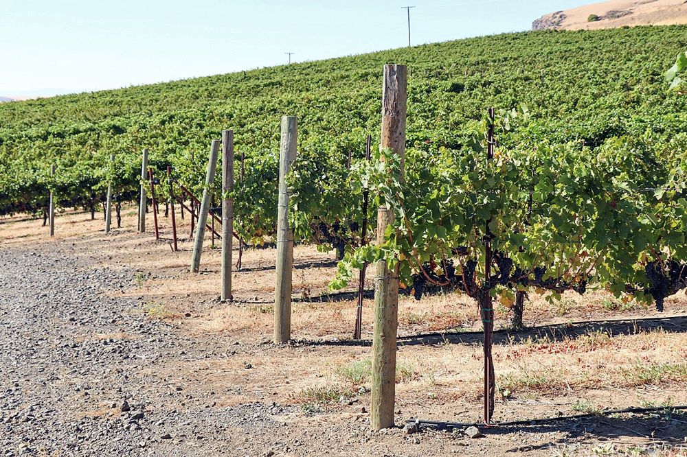 米ワシントン州のビバリー、州内で21番目のAVAに認定 | WINE REPORT